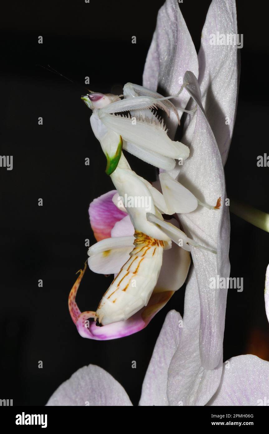 Hymenopus coronatus, Orchieen-Mantis, Kronenfangschrecke ...
