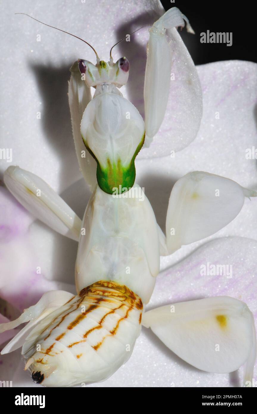 Hymenopus coronatus, Orchieen-Mantis, Kronenfangschrecke ...