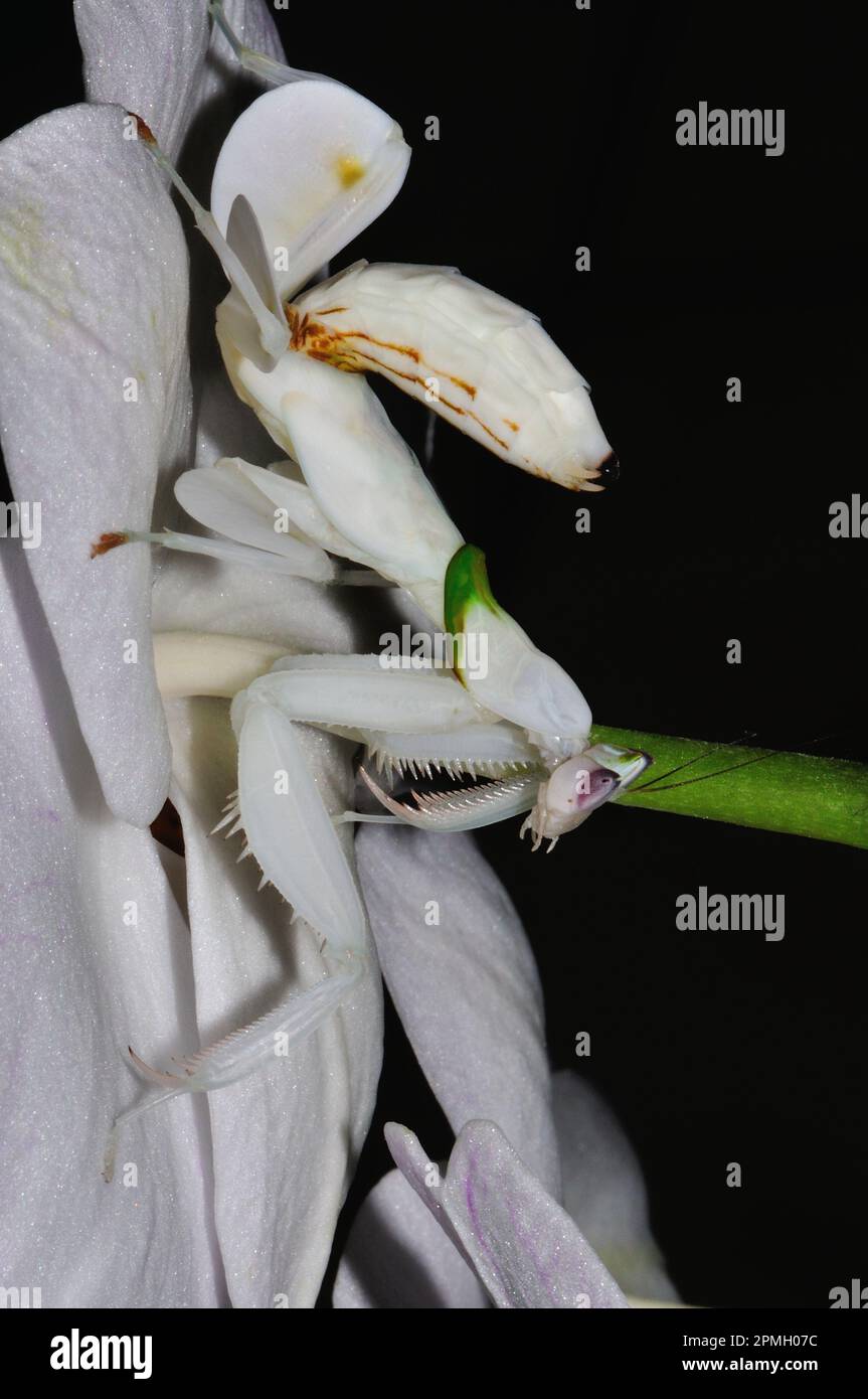 Hymenopus coronatus, Orchieen-Mantis, Kronenfangschrecke ...