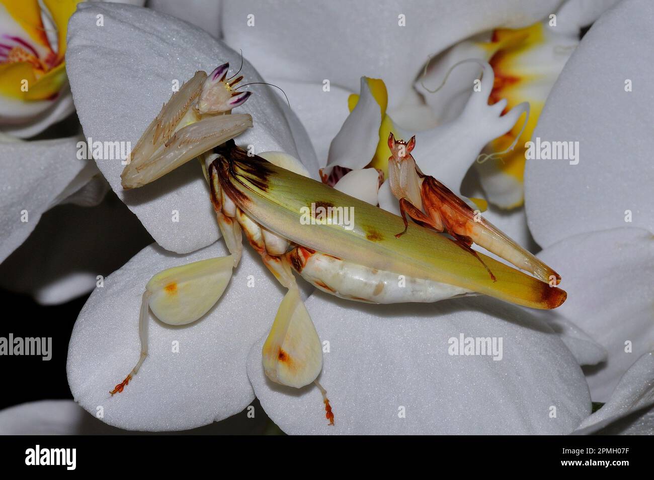 Hymenopus coronatus, Orchieen-Mantis, Kronenfangschrecke ...