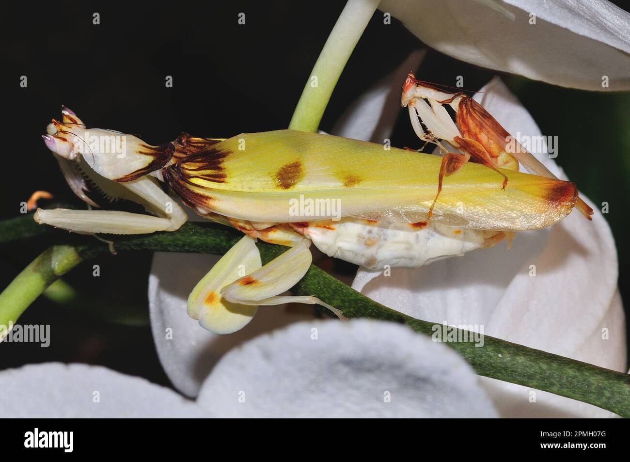 Hymenopus coronatus, Orchieen-Mantis, Kronenfangschrecke ...