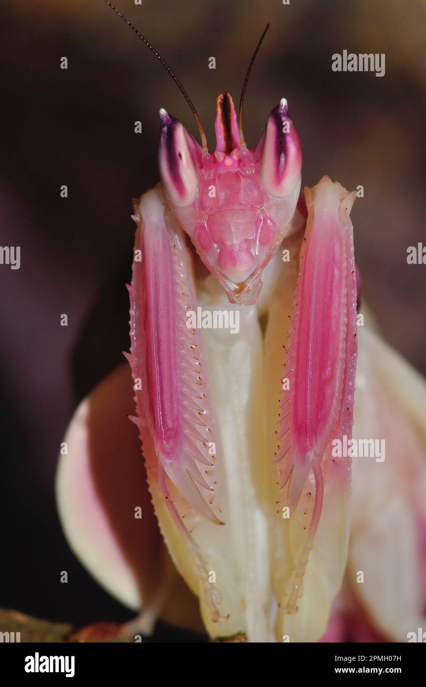 Hymenopus coronatus, Orchieen-Mantis, Kronenfangschrecke ...