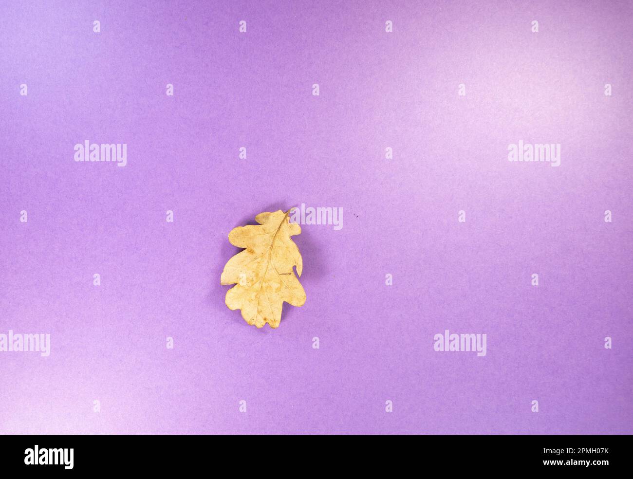 single pale Autumn English Oak leaf isolated on a purple background ...