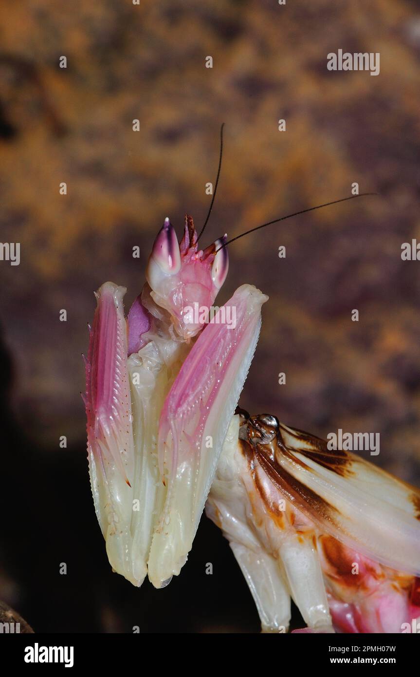 Hymenopus coronatus, Orchieen-Mantis, Kronenfangschrecke ...