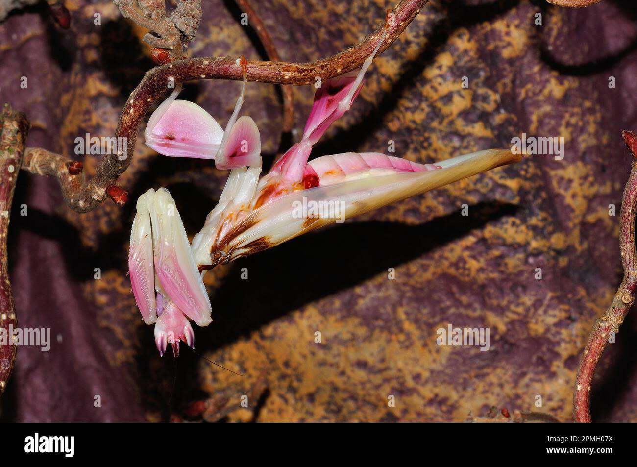 Hymenopus coronatus, Orchieen-Mantis, Kronenfangschrecke ...