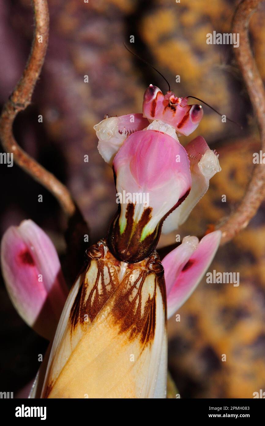Hymenopus coronatus, Orchieen-Mantis, Kronenfangschrecke ...