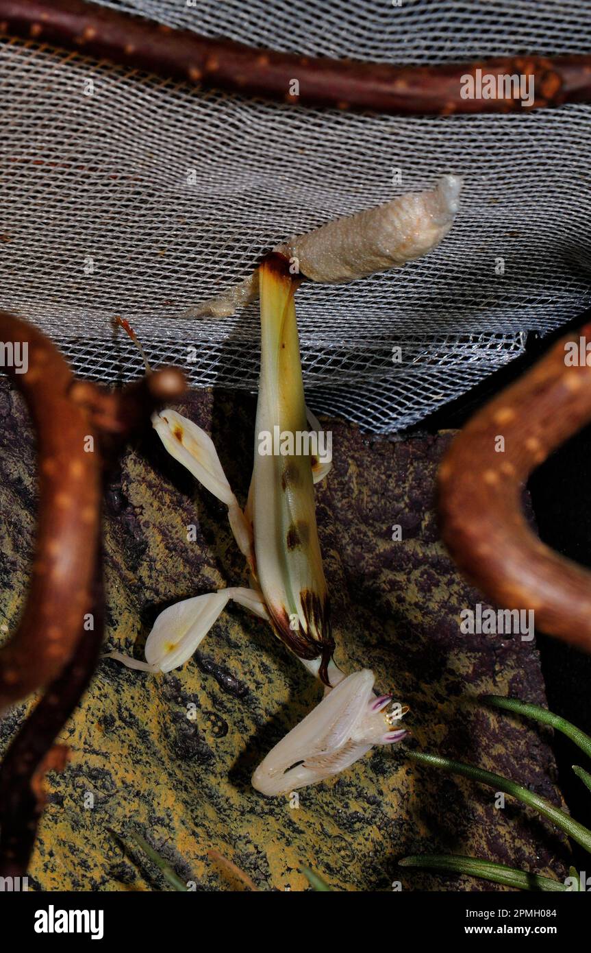 Hymenopus coronatus, Orchieen-Mantis, Kronenfangschrecke ...