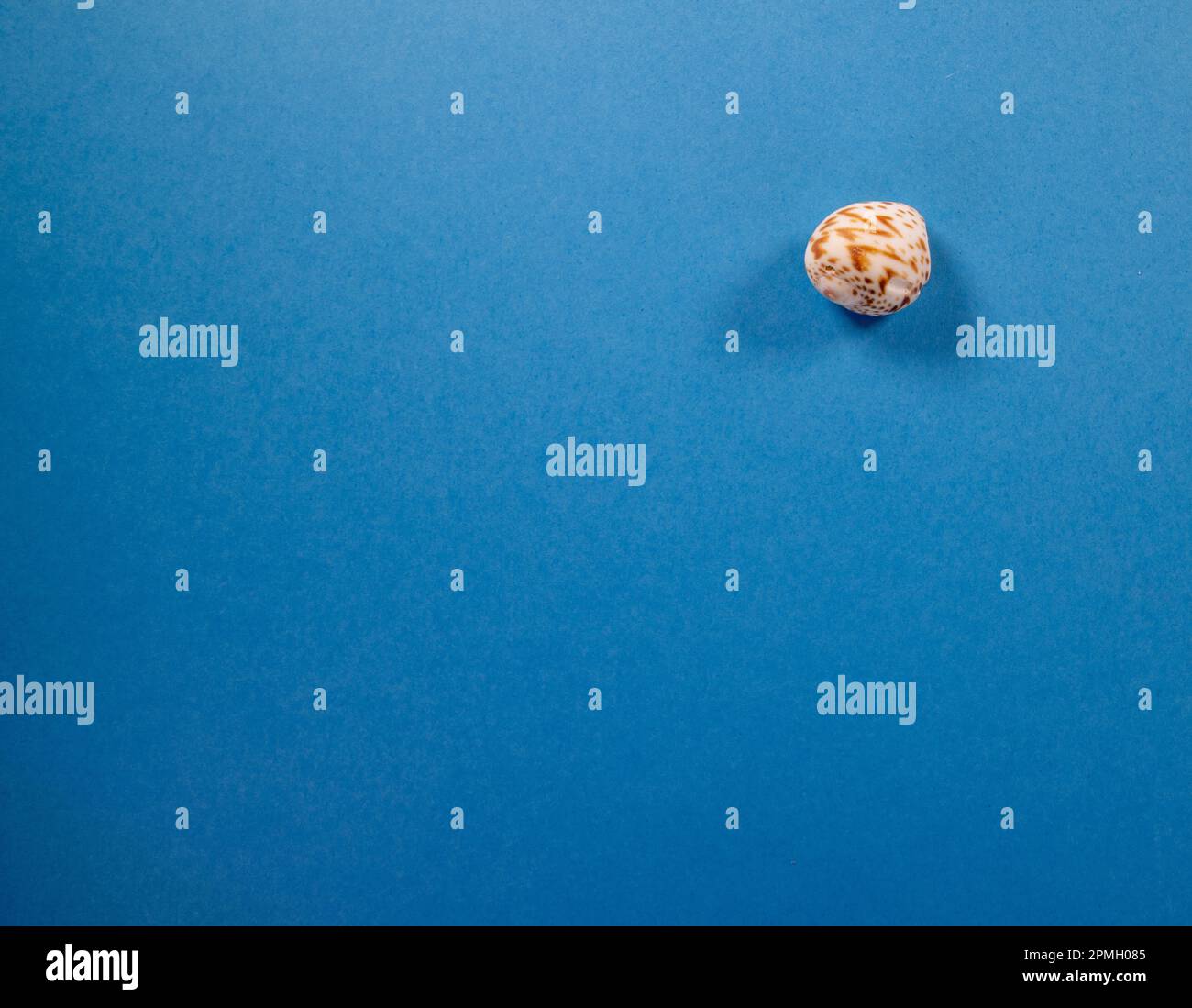 Tropical sea shell hi-res stock photography and images - Alamy