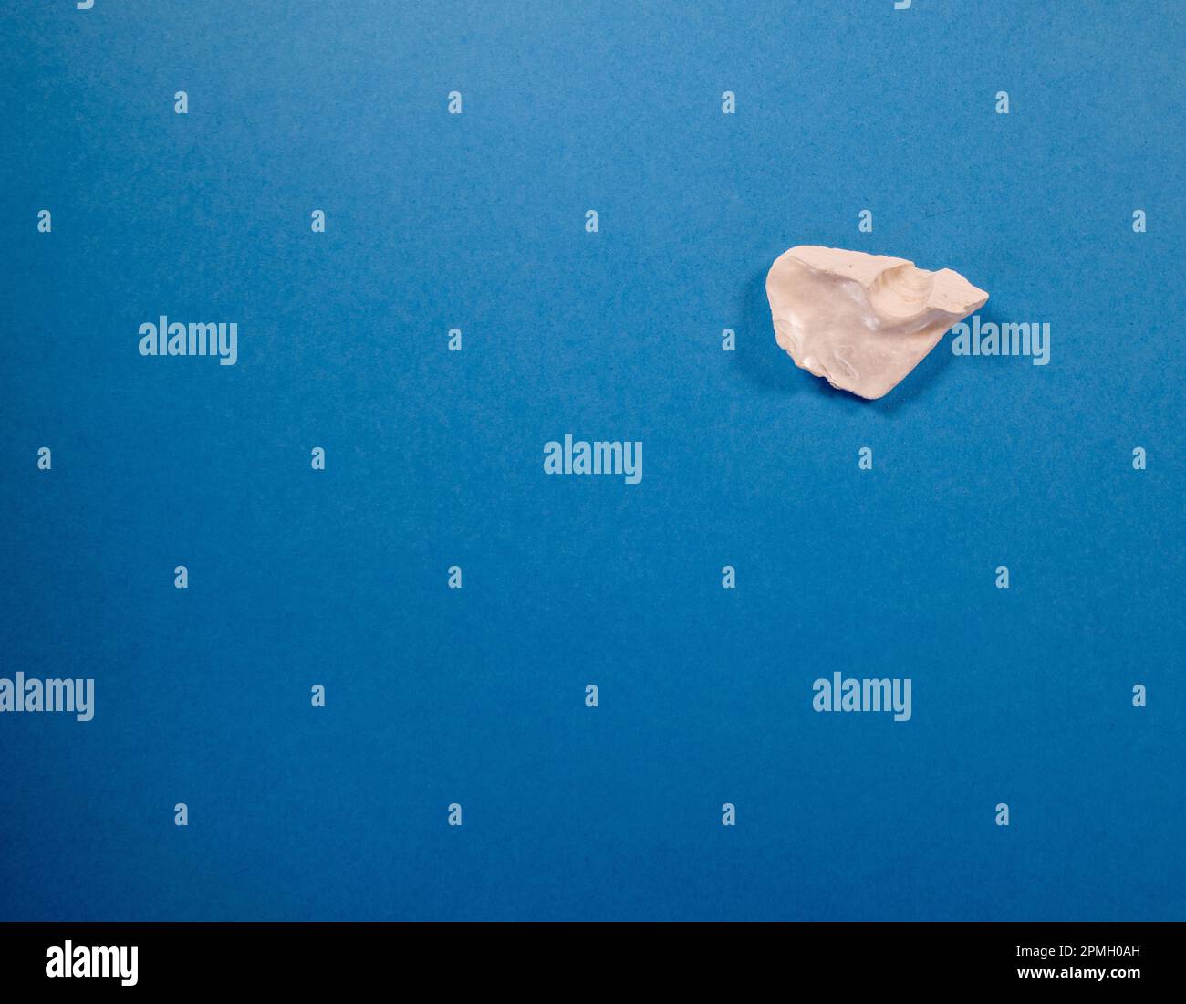 Tropical sea shell hi-res stock photography and images - Alamy