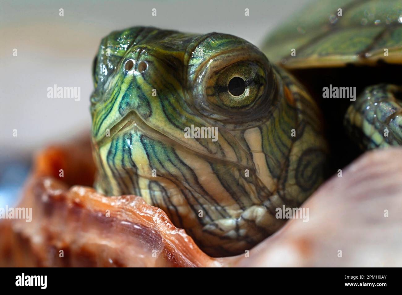 Red-eared freshwater turtle (lat. Trachemys scripta elegans), sitting ...