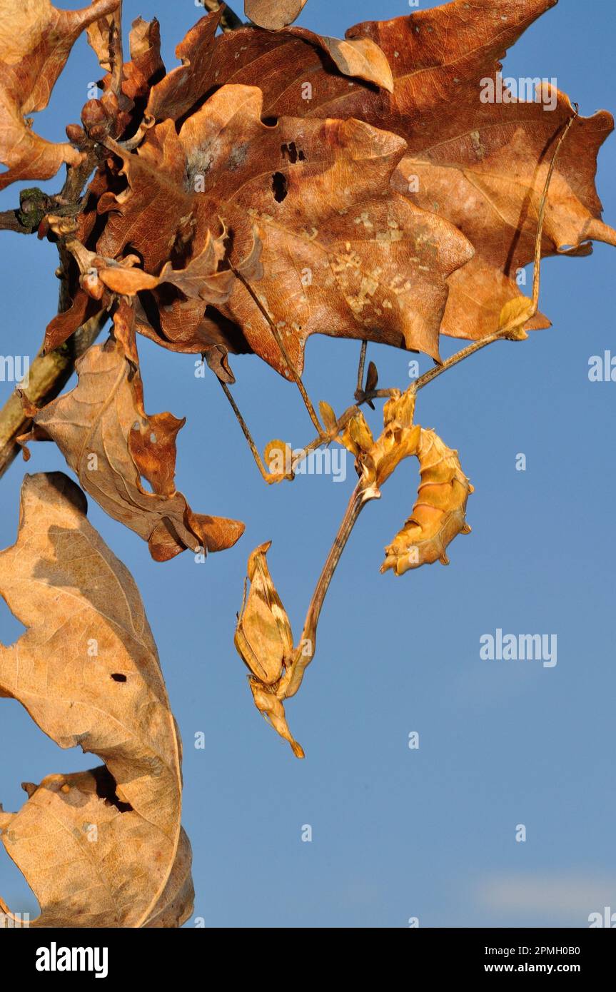 Gongylus gongylodes, Wandelnde Geige, Gottesanbeterin, wandering violin ...