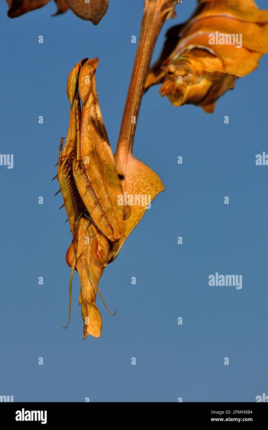 Gongylus gongylodes, Wandelnde Geige, Gottesanbeterin, wandering violin ...