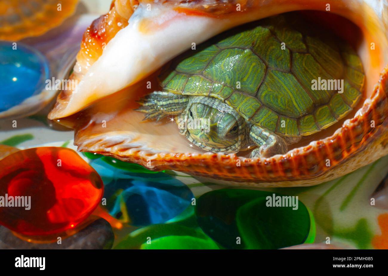 Red-eared freshwater turtle (lat. Trachemys scripta elegans), sitting ...