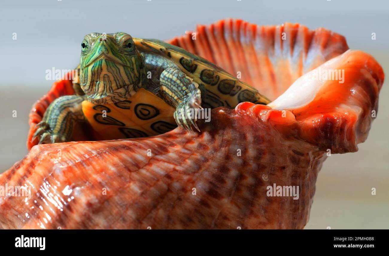 Red-eared freshwater turtle (lat. Trachemys scripta elegans), sitting ...
