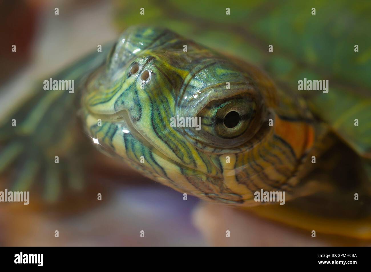 Red-eared freshwater turtle (lat. Trachemys scripta elegans Stock Photo ...