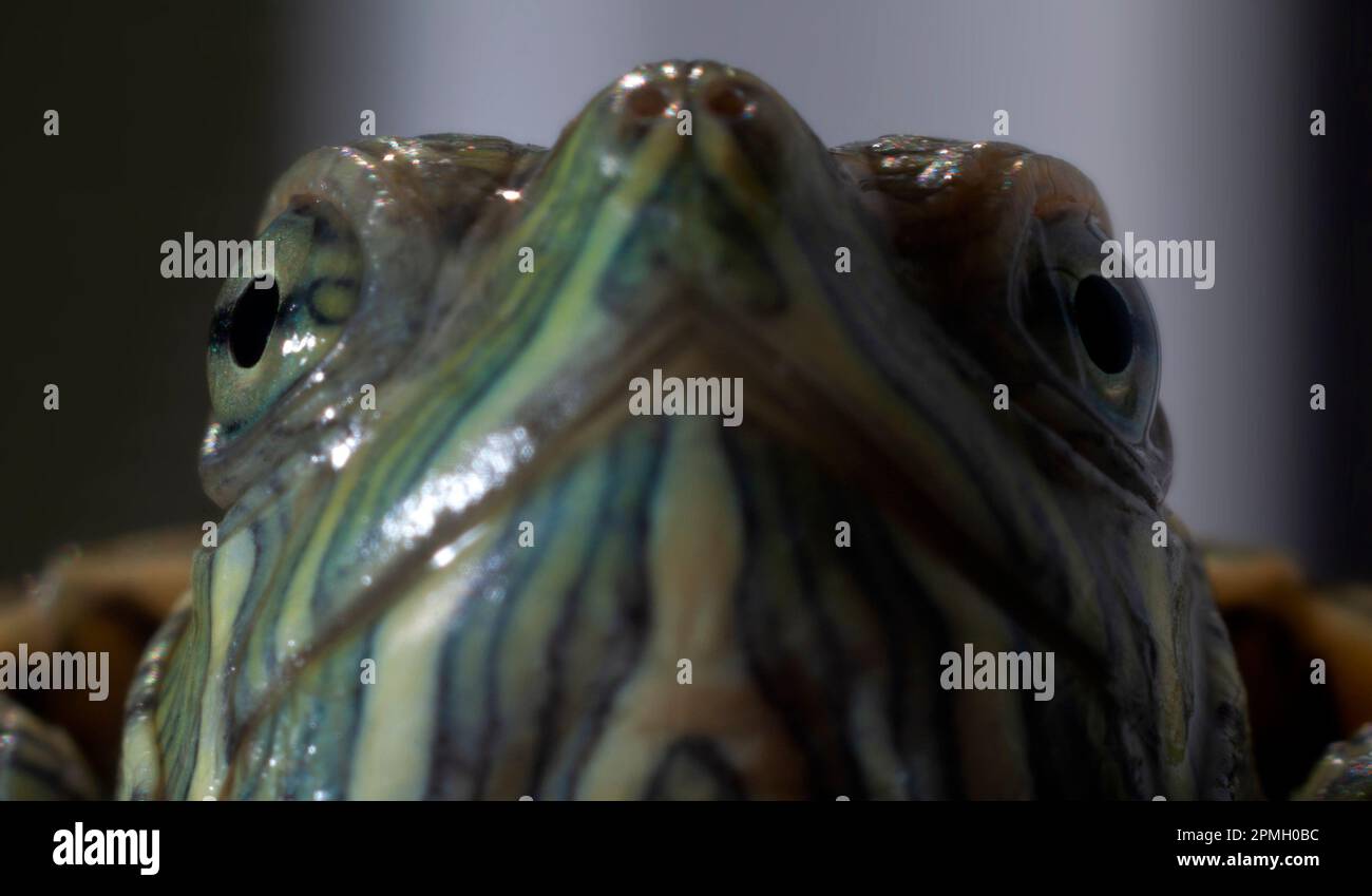 Red-eared freshwater turtle (lat. Trachemys scripta elegans Stock Photo ...