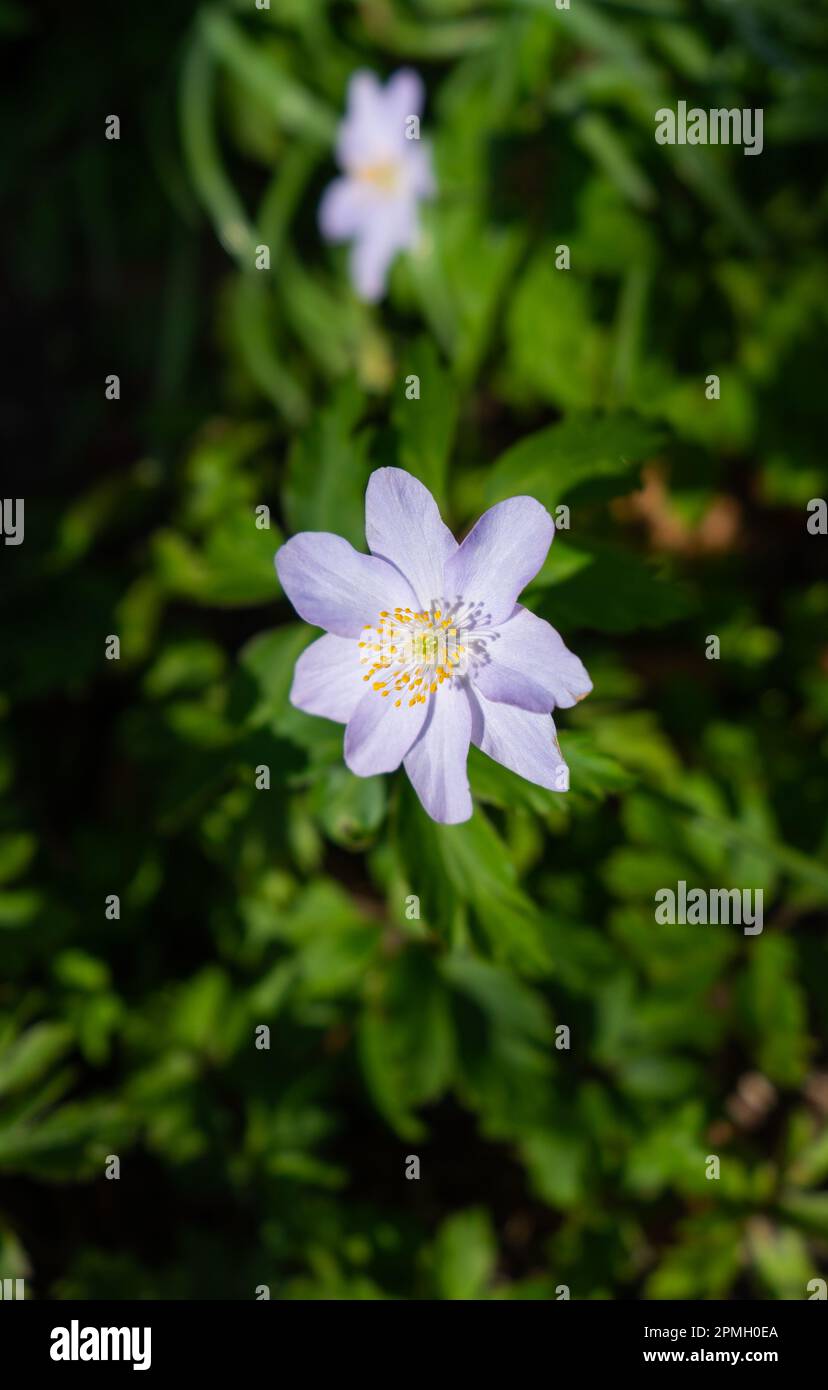 Summer Bloom flower Stock Photo - Alamy