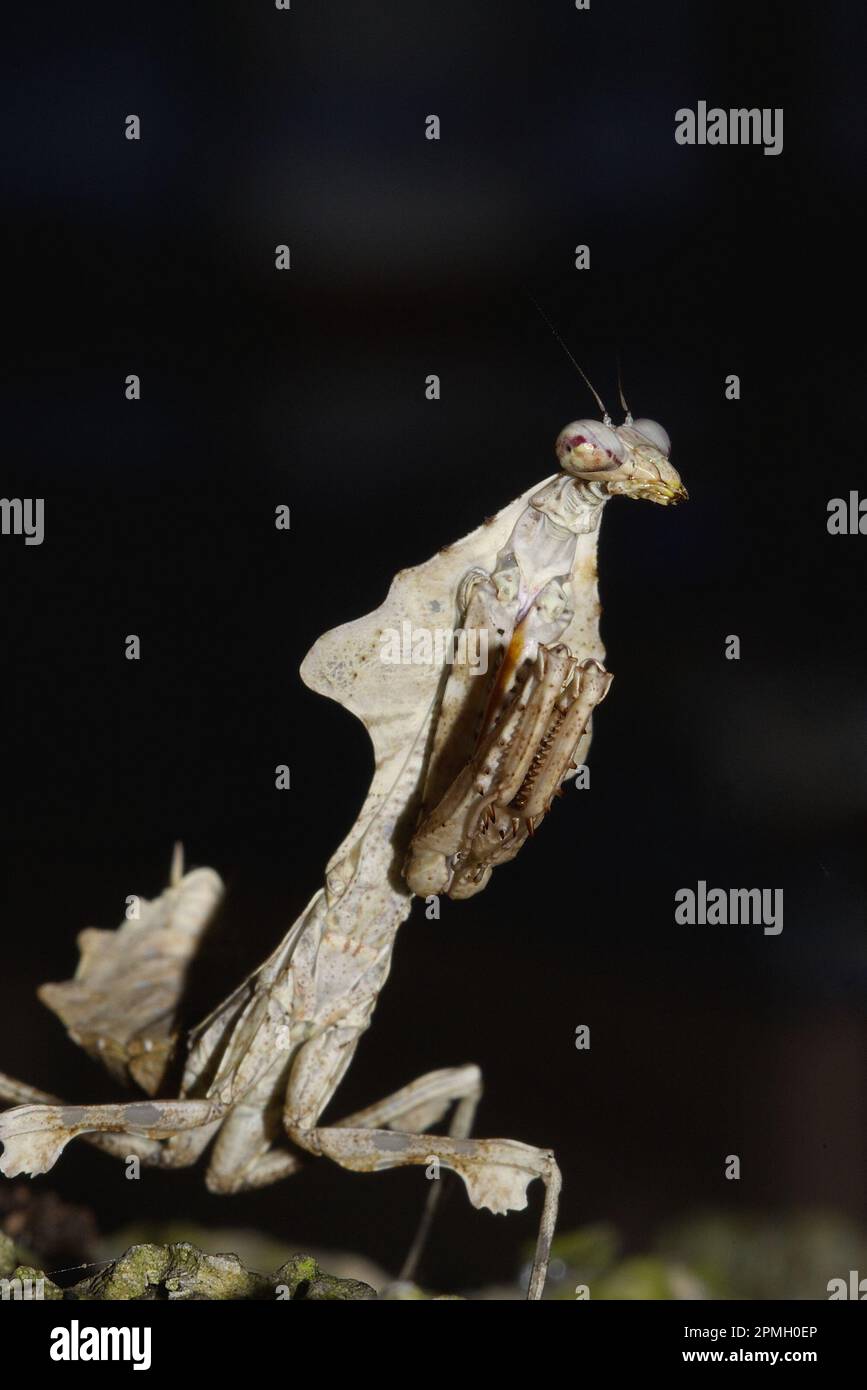 Dead leaf mantis camouflage hi-res stock photography and images - Alamy