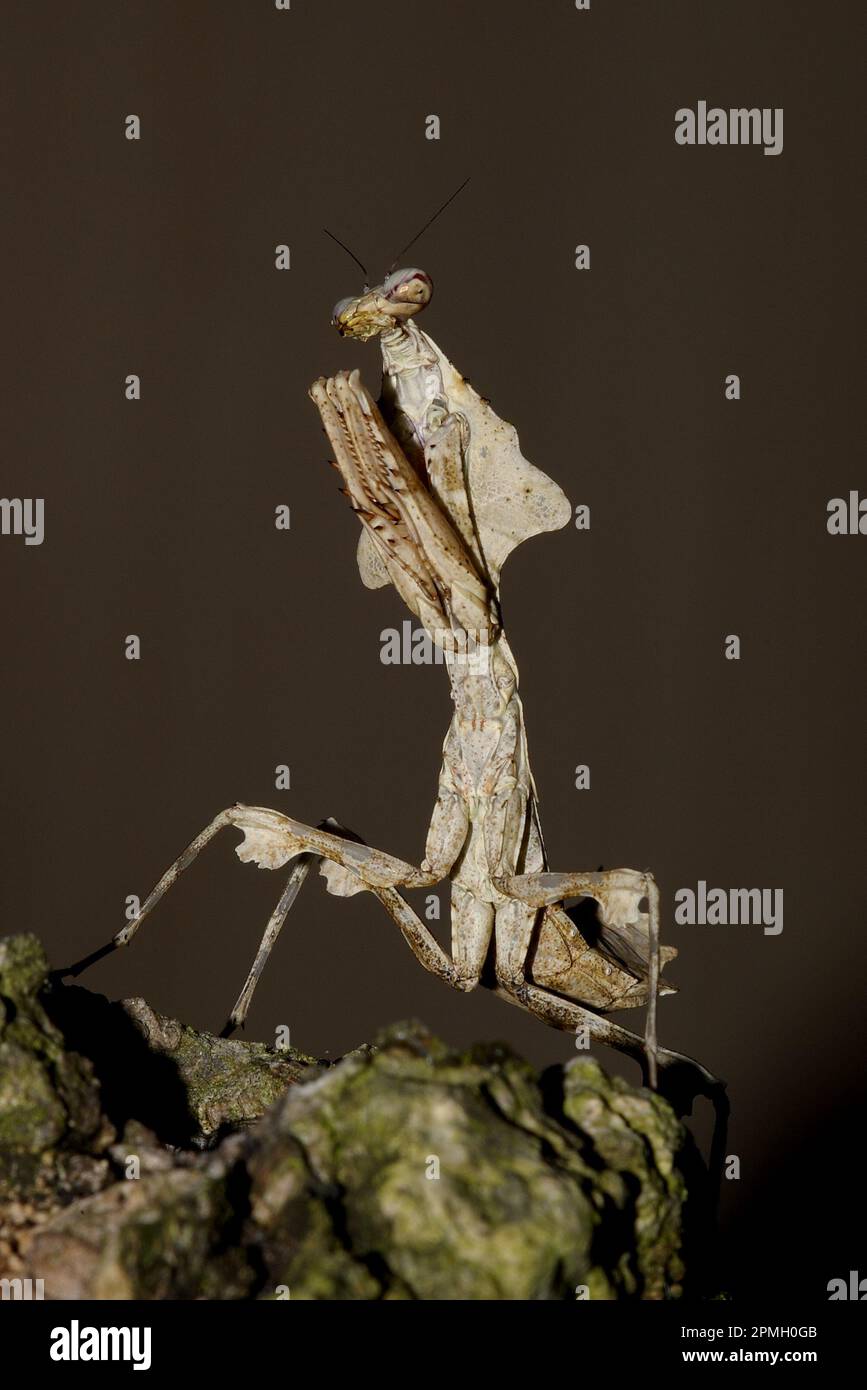 Deroplatys lobata, Totes-Blatt-Mantis, Gottesanbeterin, dead leaf ...