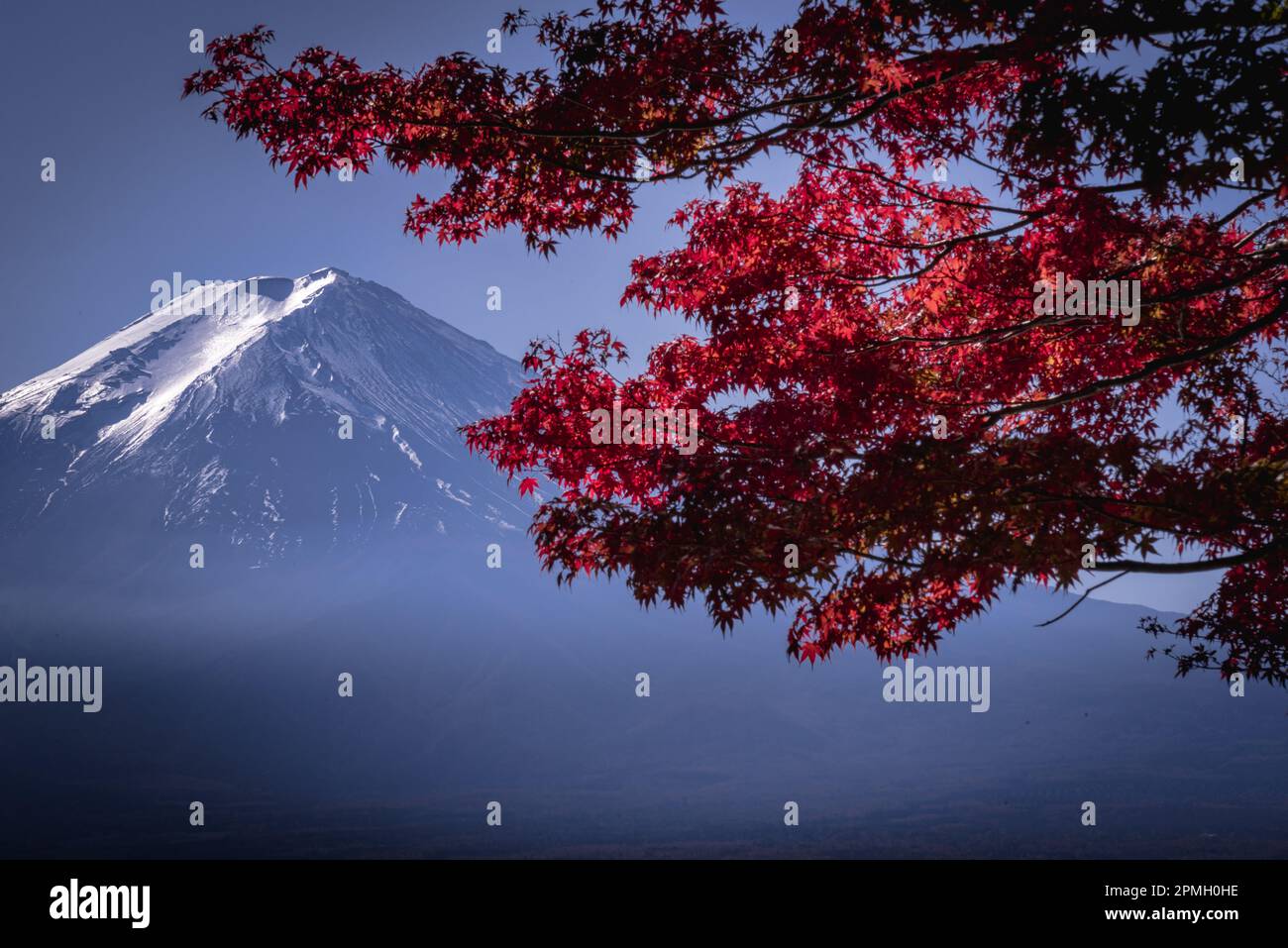 Mount fuji autumn maple hi-res stock photography and images - Alamy
