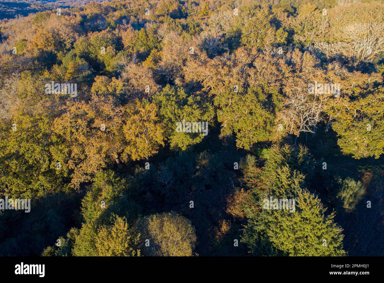 Oak tree spain galicia forest hi-res stock photography and images - Alamy