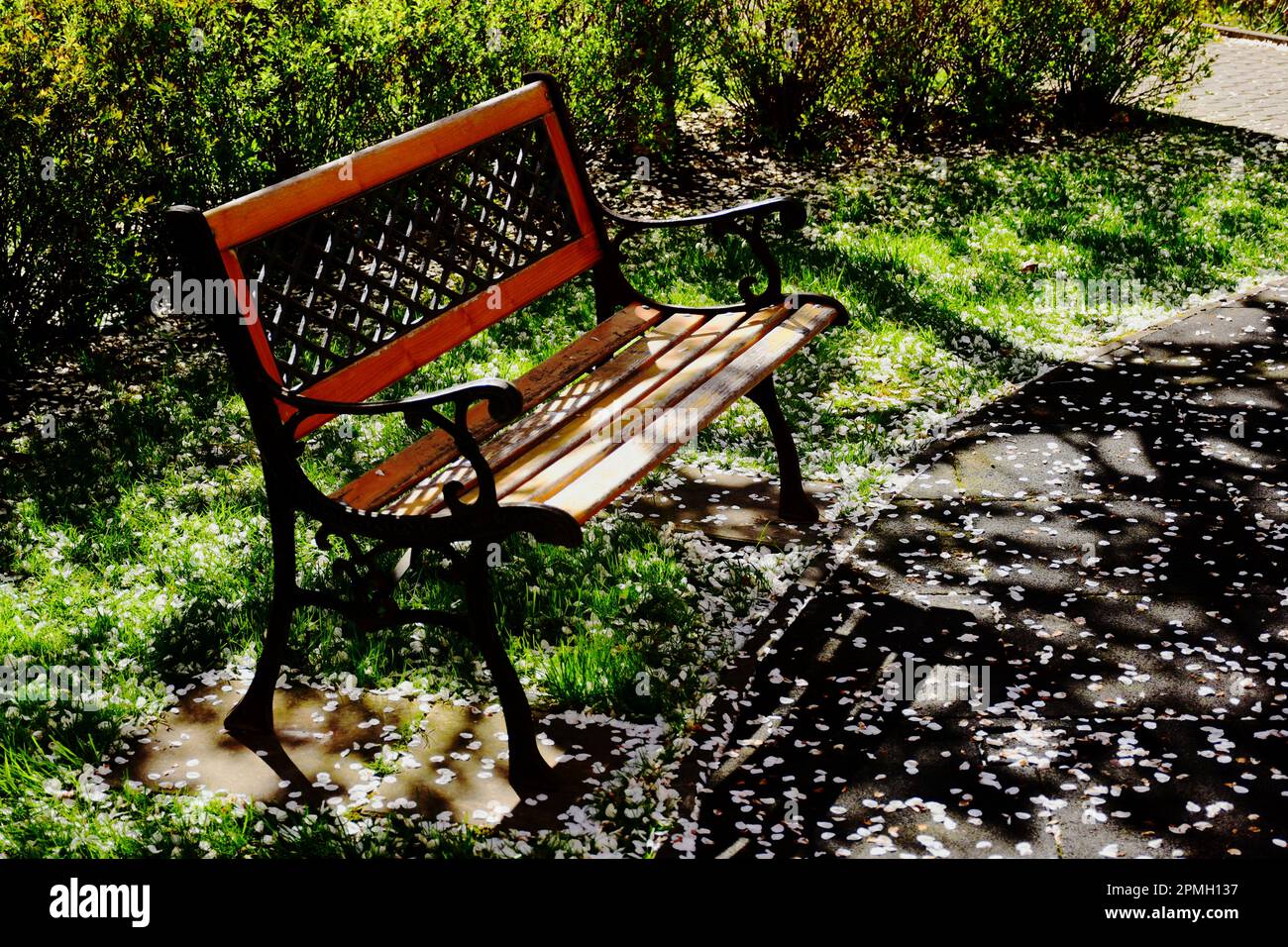 wood and cast iron vintage park bench in green park in the spring ...