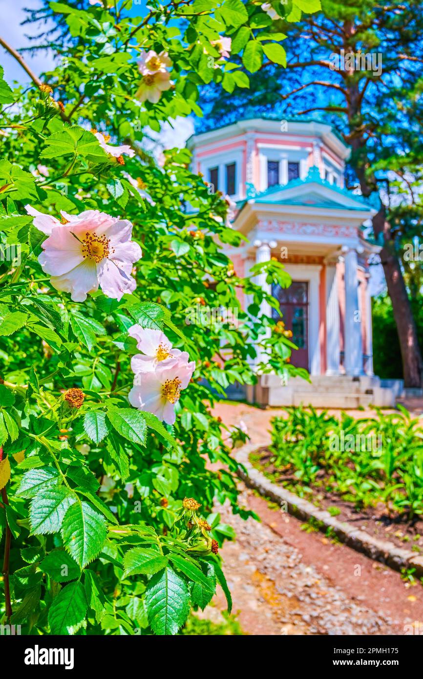 The blooming bush of Rosa setigera in arboretum Sofiyivka Park, Uman ...