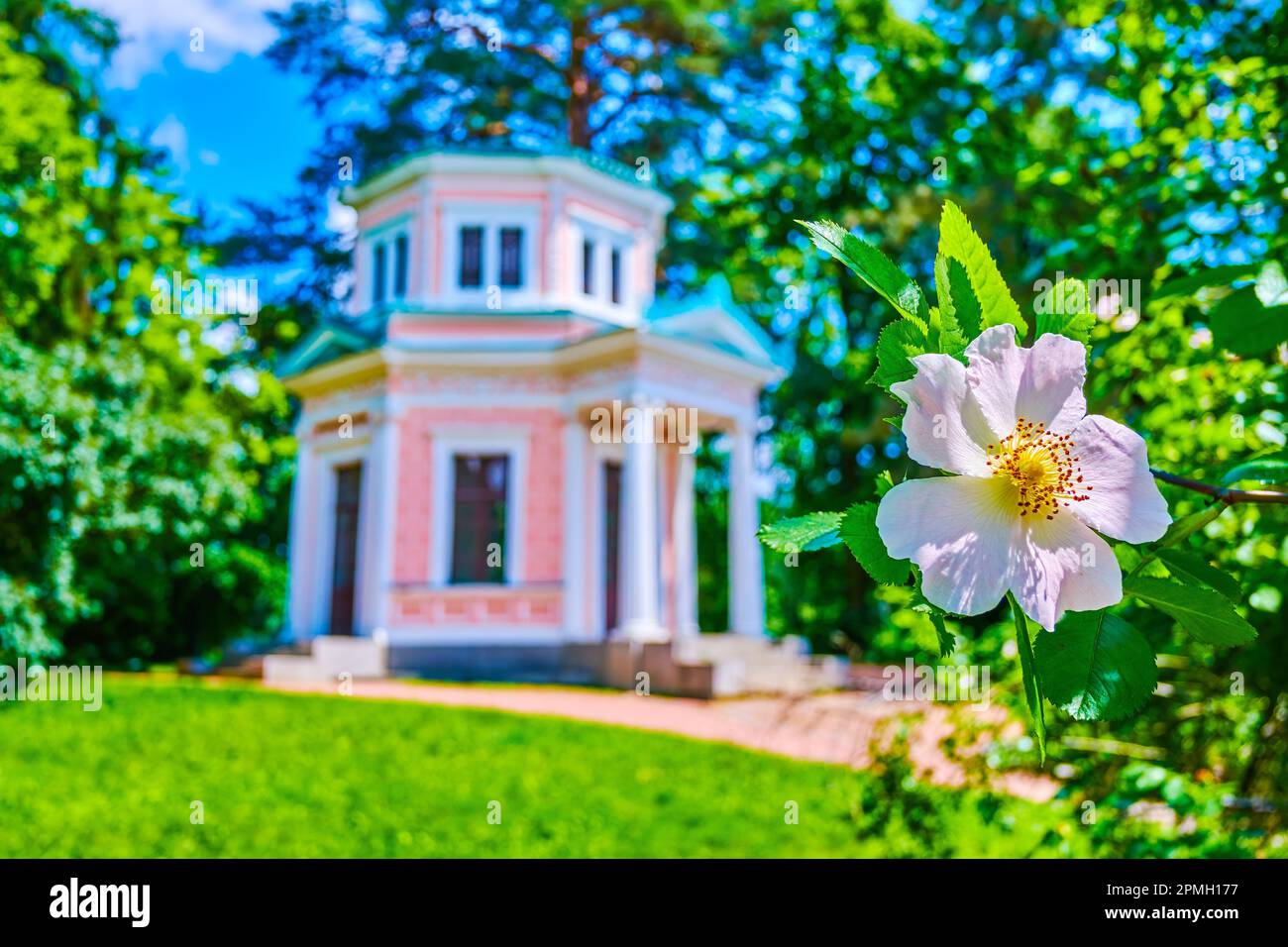 The blooming flower of Rosa setigera on Love Island in Sofiyivka Park ...