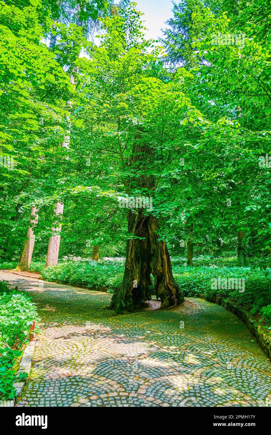 The old cracked tree on the narrow alley in lush forest of Sofiyivka ...