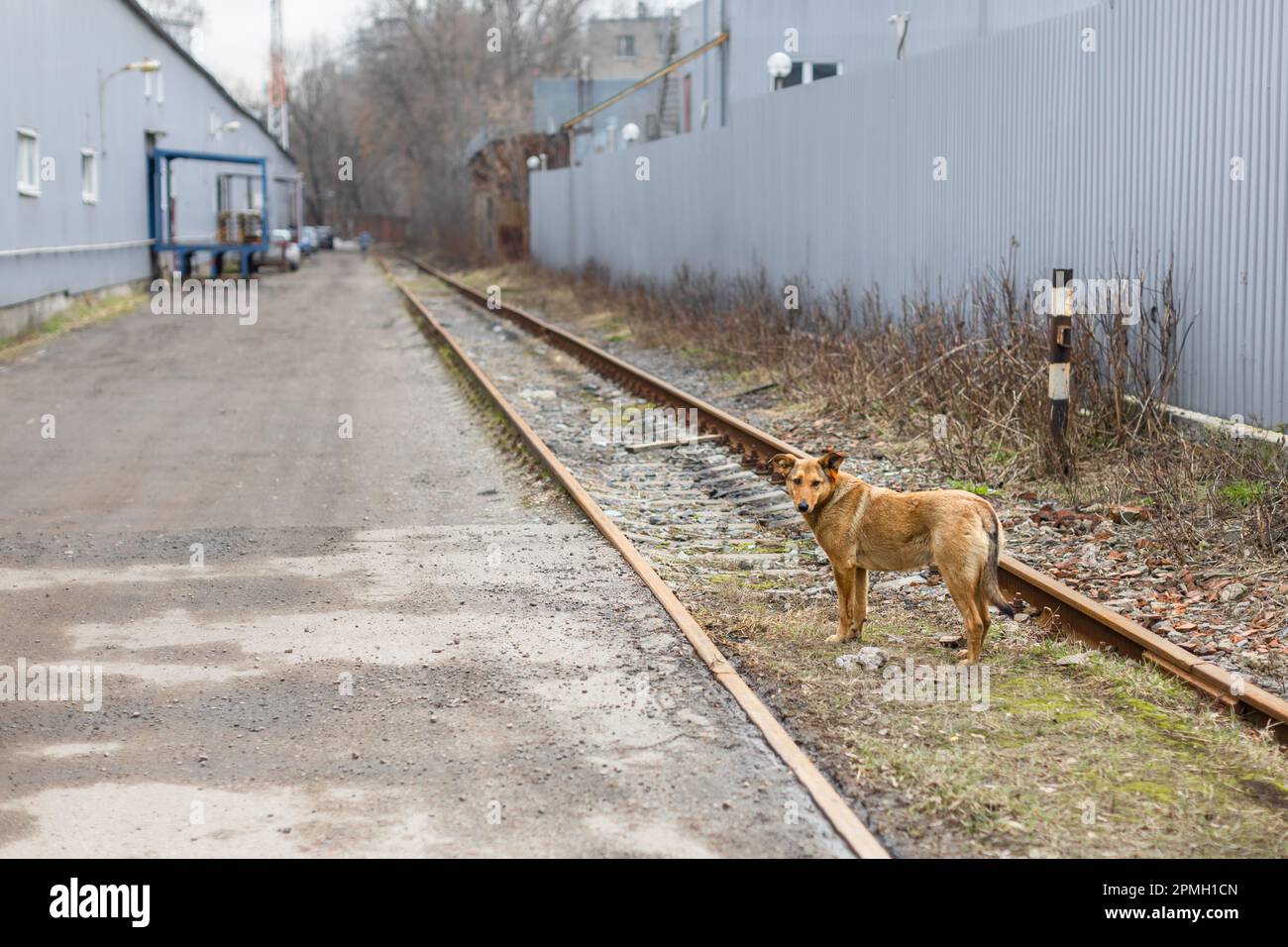 Dog on railroad tracks hi-res stock photography and images - Alamy