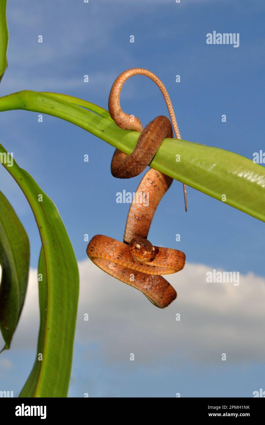 Pareas carinatus, Gekielte Schneckennatter, keeled snail eating snake ...
