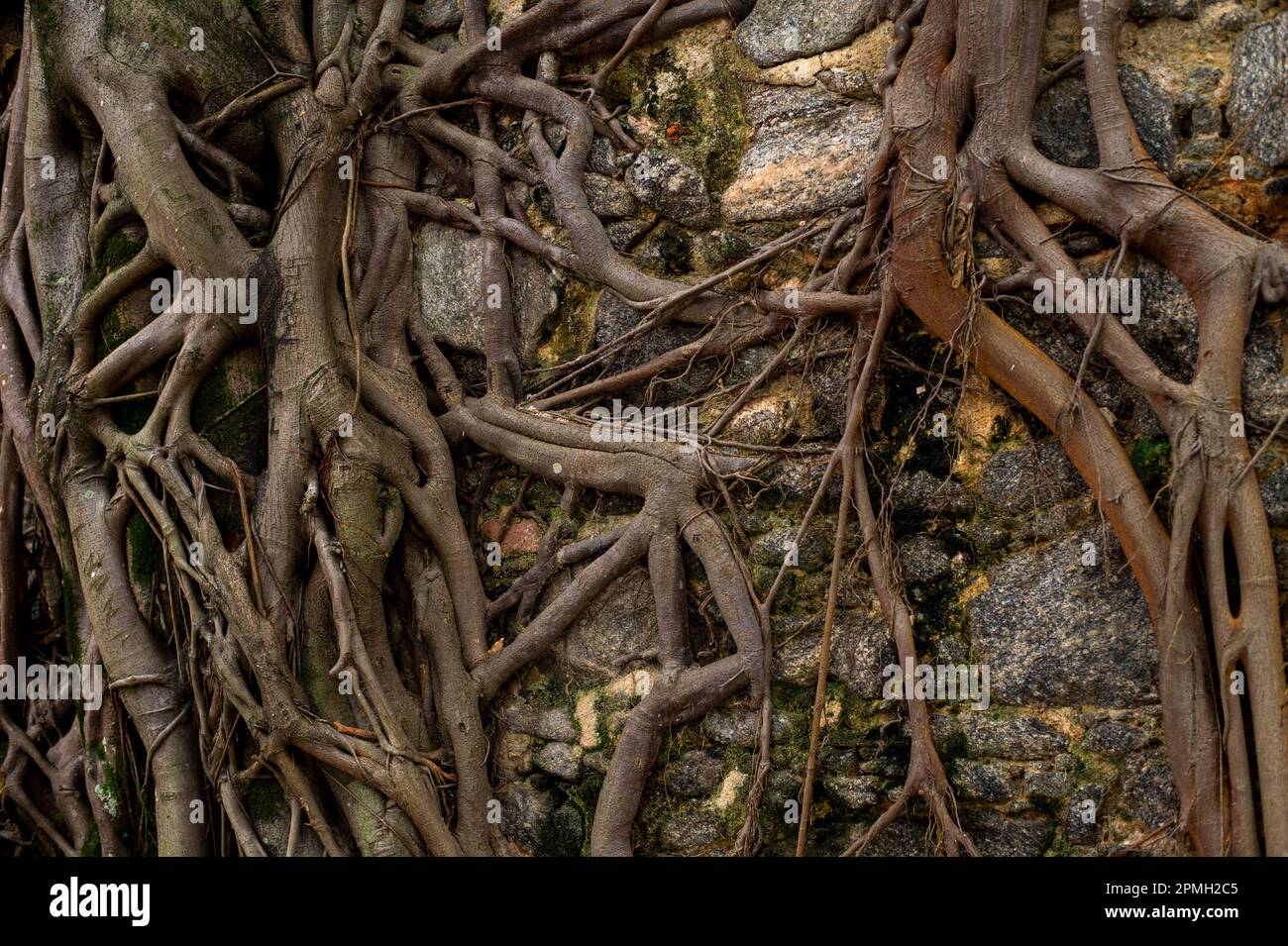 tree roots stuck in old stone wall, in nature location, front view ...