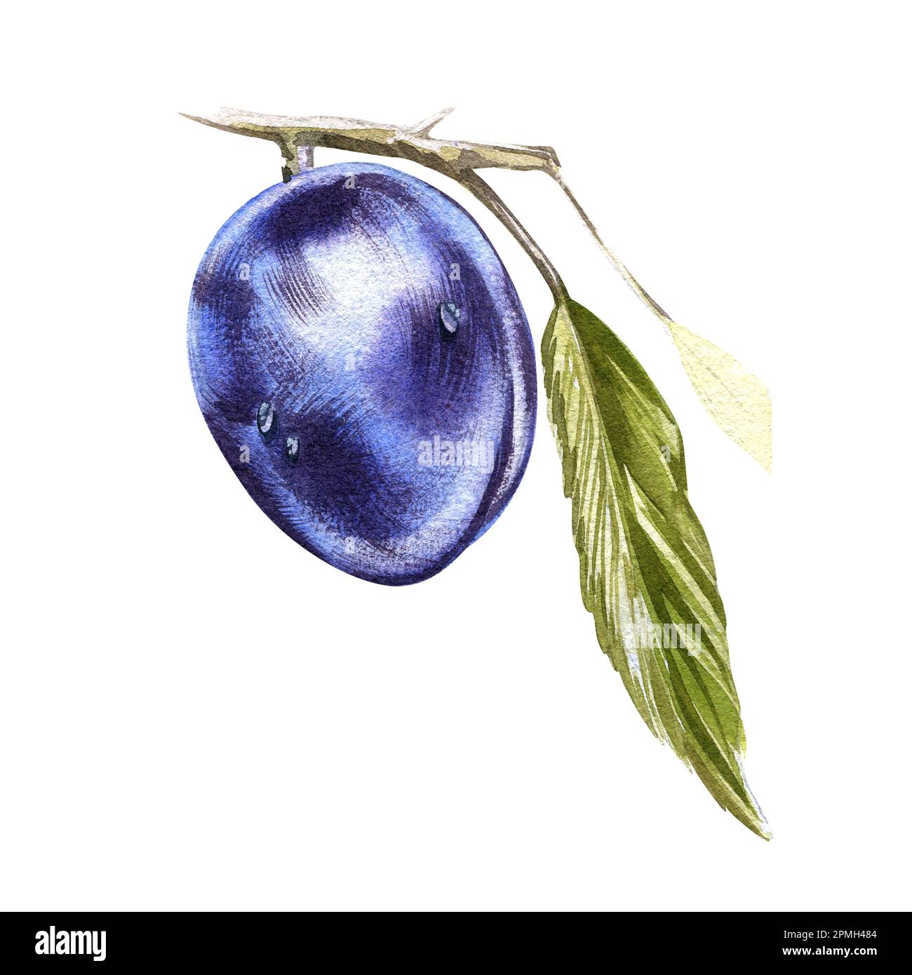 Raw ripe blue plum fruit with leaf isolated on white background ...