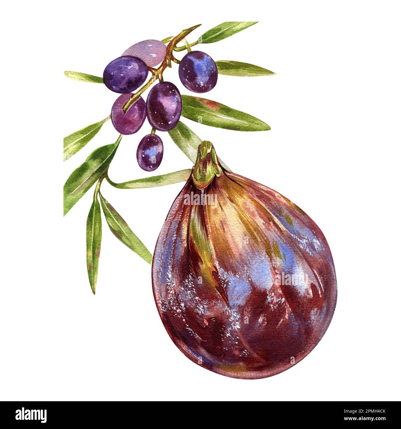 Ripe fig fruit and olives with leaf on branch isolated on white ...