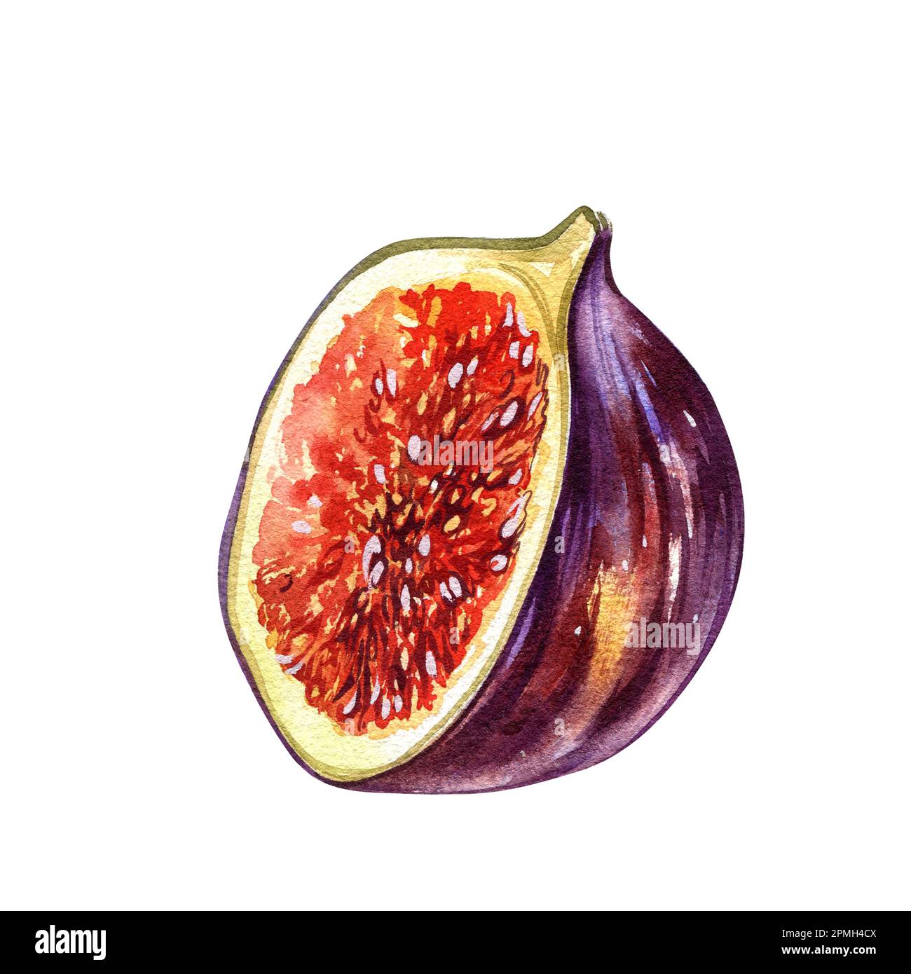 Ripe raw fig fruit slice isolated on white background. Watercolor hand ...