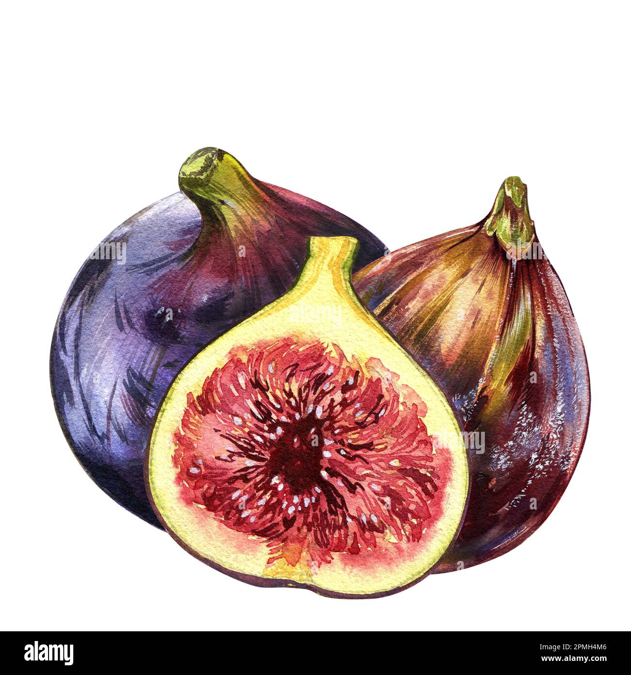Ripe raw fig fruits, slice isolated on white background. Watercolor ...