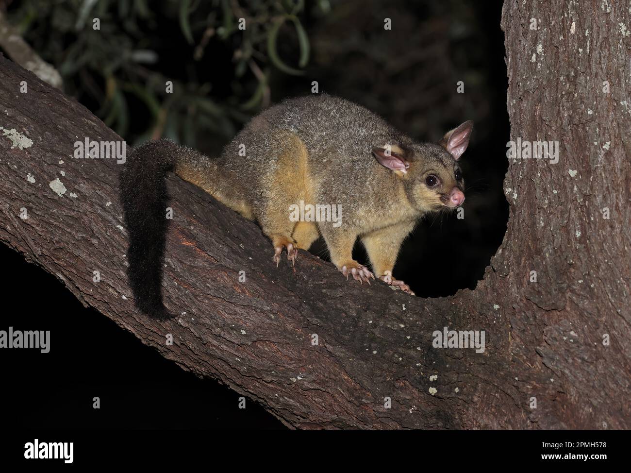 Common Brush-tailed Possum (Trichosurus vulpecula vulpecula) adult ...