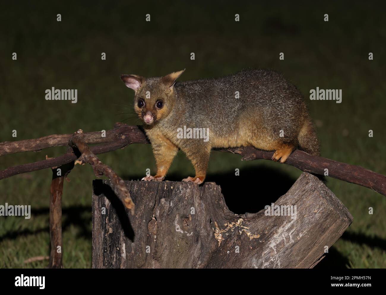 Common Brush-tailed Possum (Trichosurus vulpecula vulpecula) adult ...