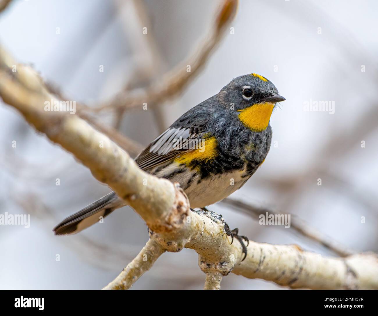 A beautiful Yellow-rumped Warbler perches on a branch in a Colorado ...