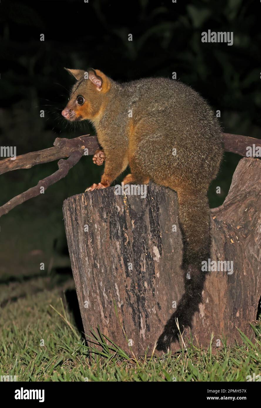 Common Brush-tailed Possum (Trichosurus vulpecula vulpecula) adult ...