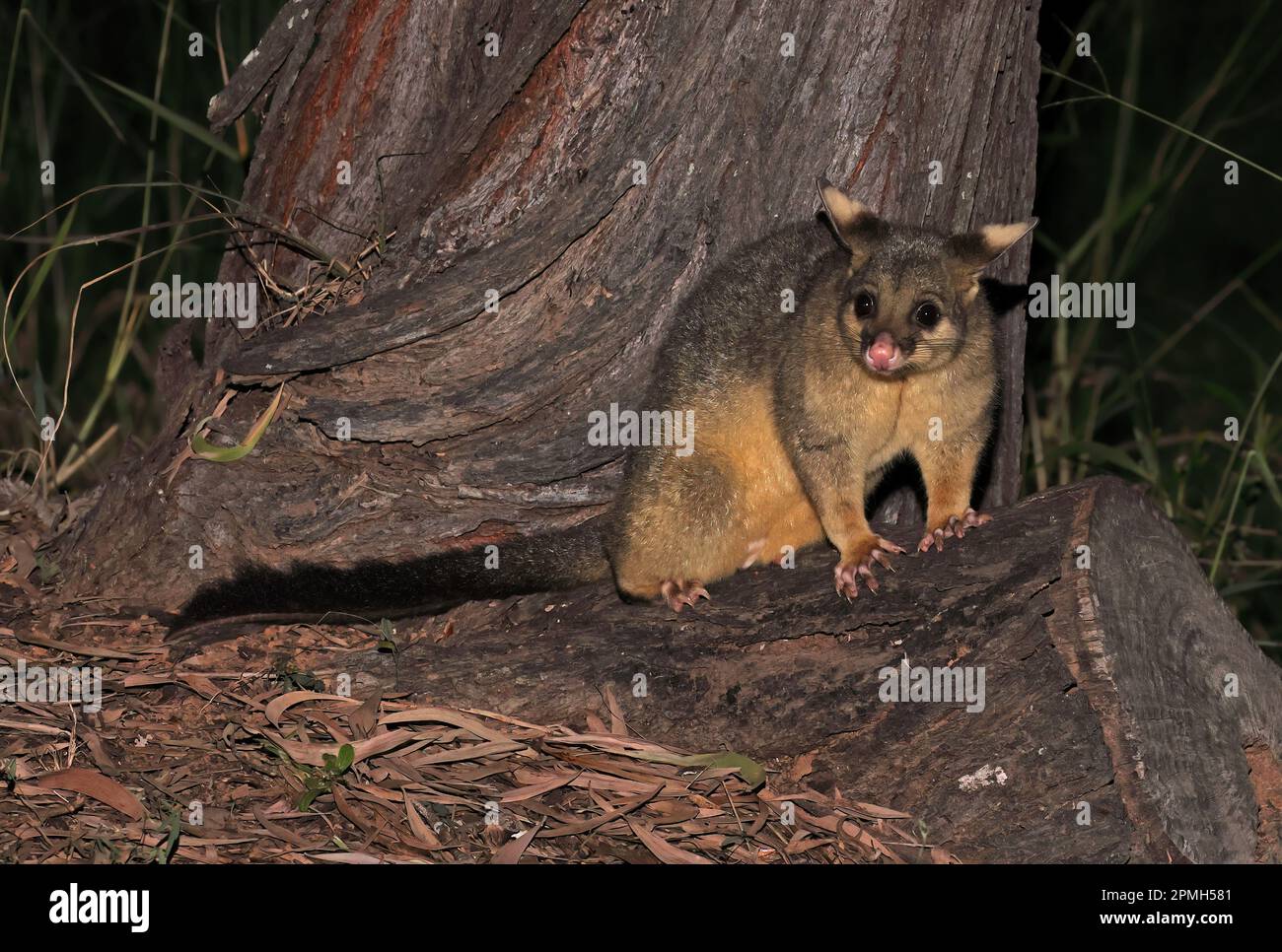 Common Brush-tailed Possum (Trichosurus vulpecula vulpecula) adult ...