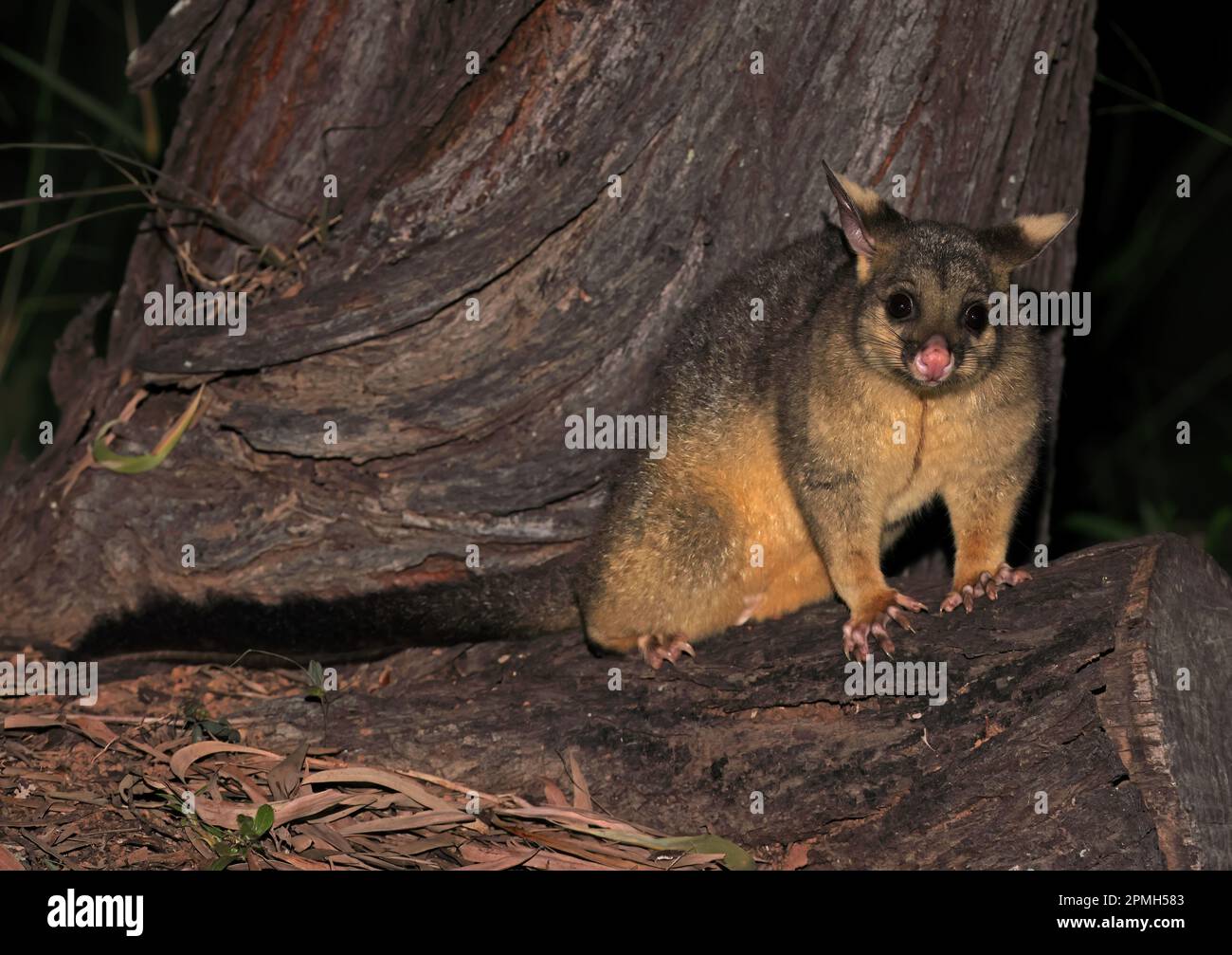 Common Brush-tailed Possum (Trichosurus vulpecula vulpecula) adult ...