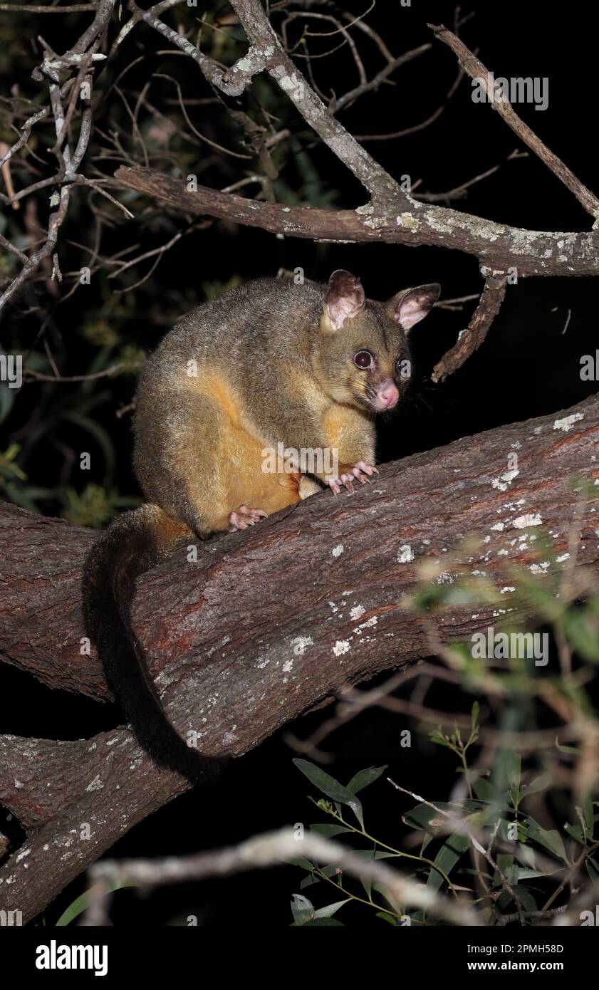 Common Brush-tailed Possum (Trichosurus vulpecula vulpecula) adult ...