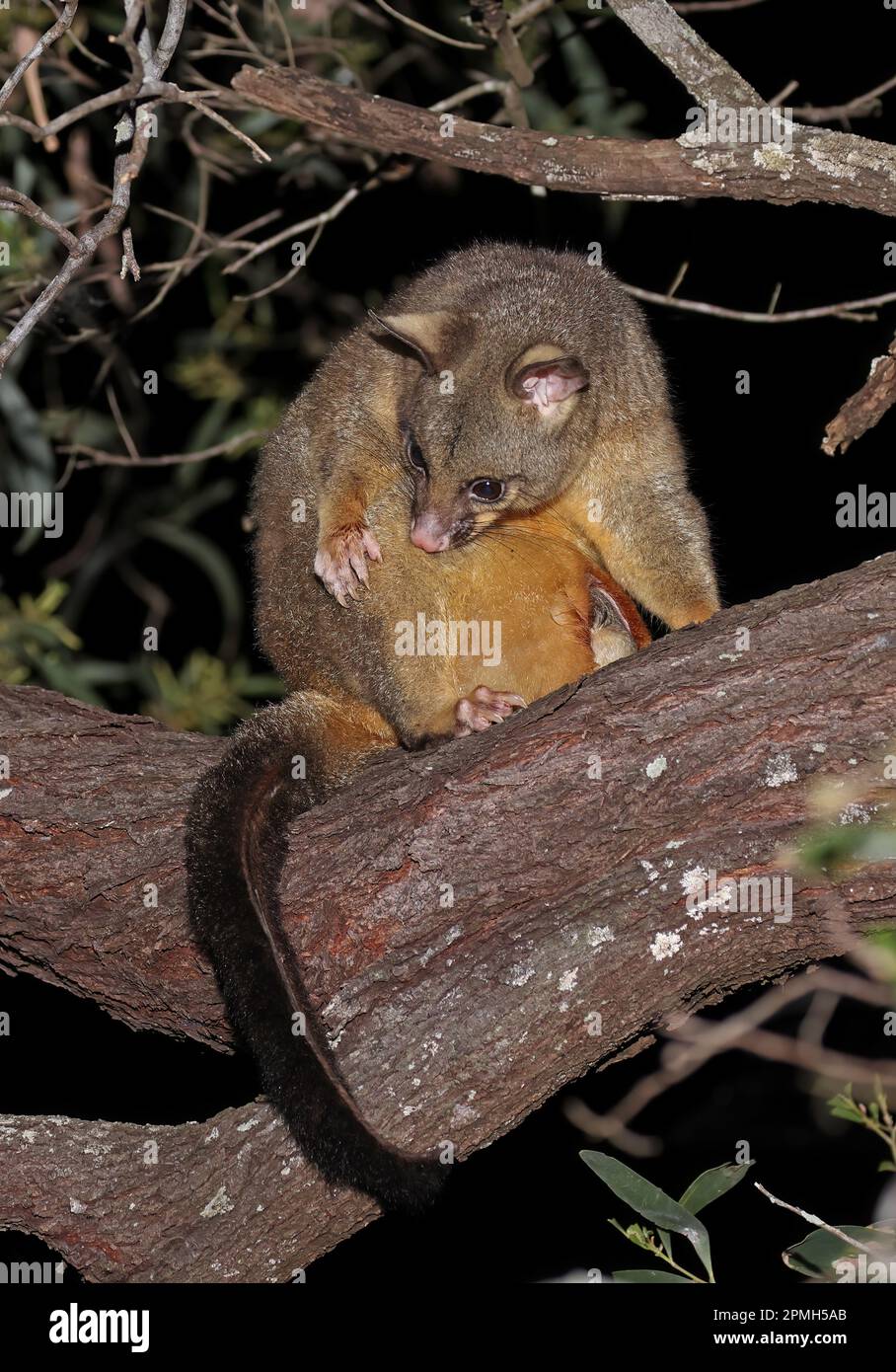 Common Brush-tailed Possum (Trichosurus vulpecula vulpecula) adult ...