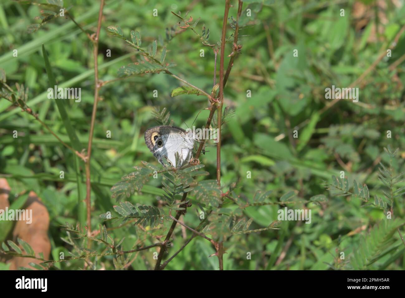 A White four ring butterfly (Ypthima Ceylonica) is sitting on the stem ...