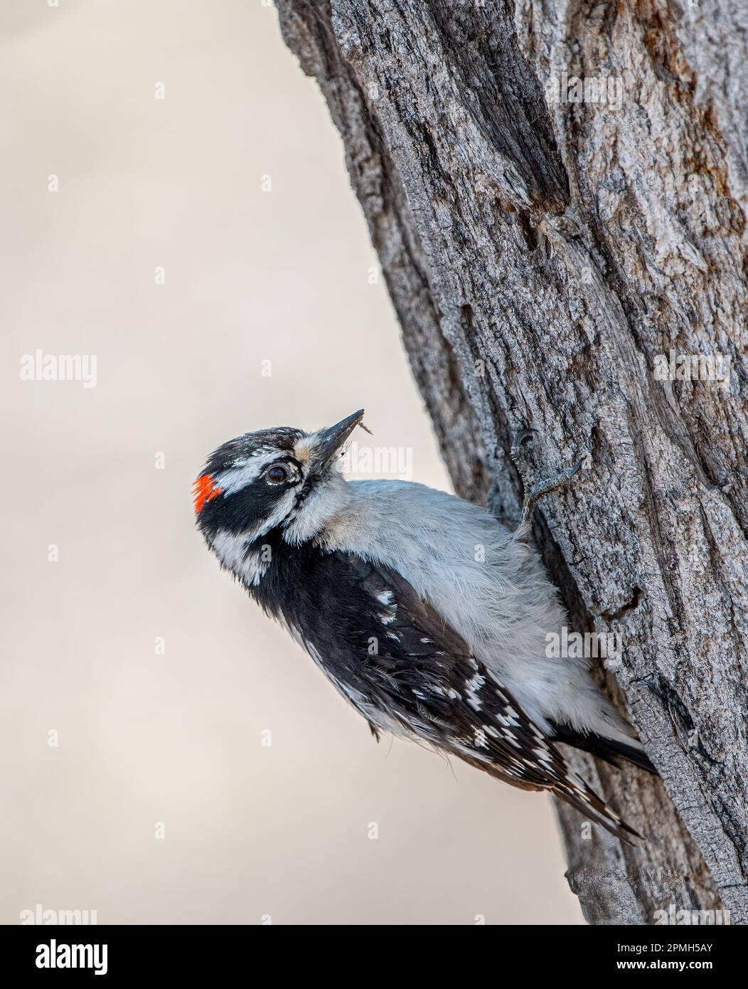 A male Downy Woodpecker foraging on the side of a tree in a Colorado ...