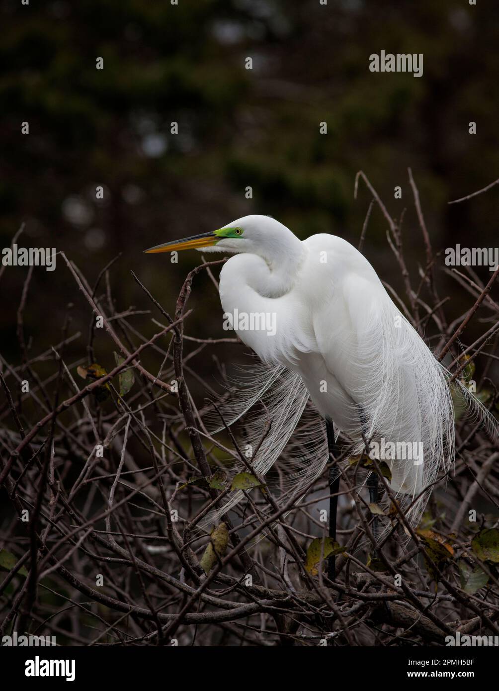 Breeding colors of egrets hi-res stock photography and images - Alamy