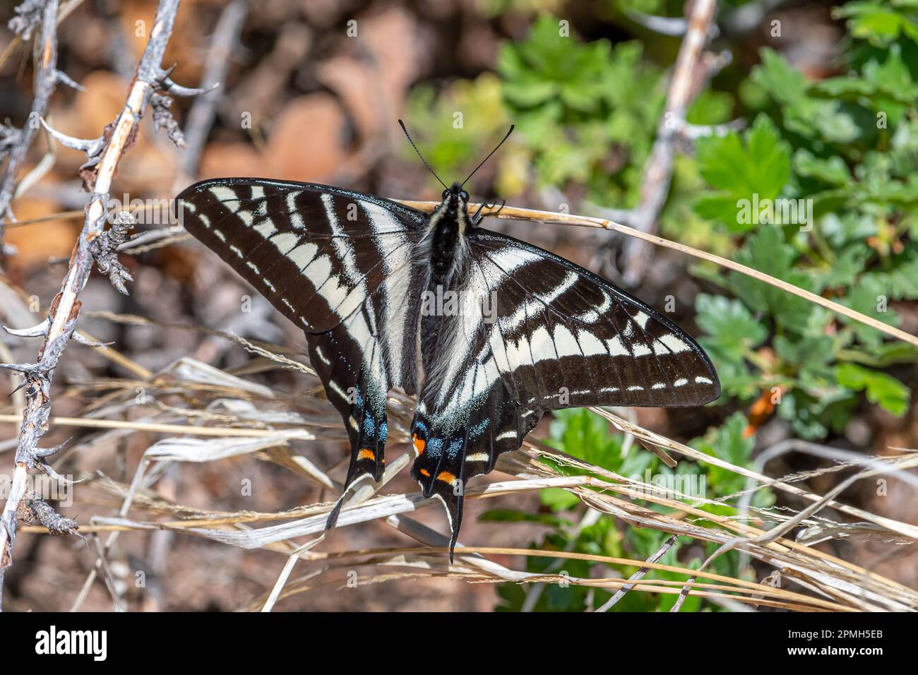 Pale tiger swallowtail hi-res stock photography and images - Alamy