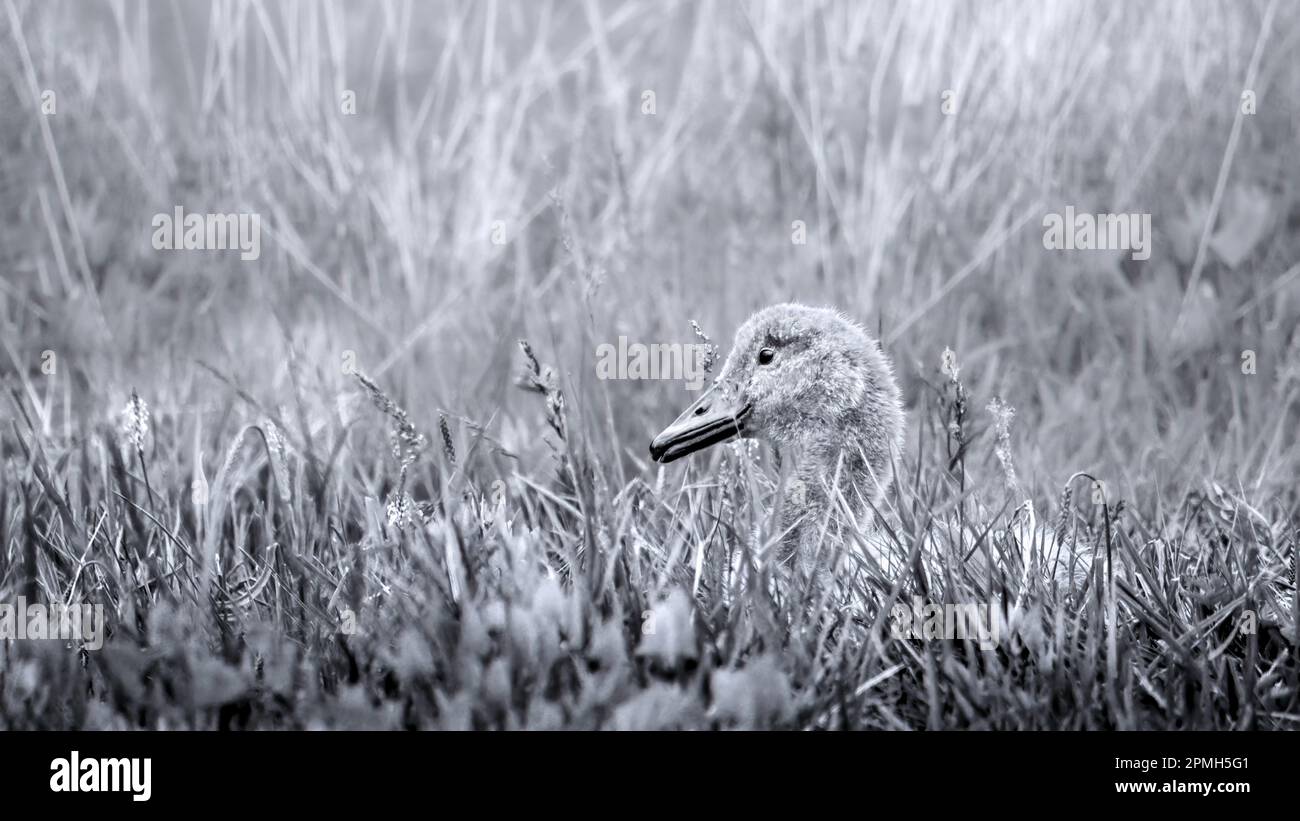 A profile close-up of a baby swan or cygnet ( Cygnus ) in monochrome ...