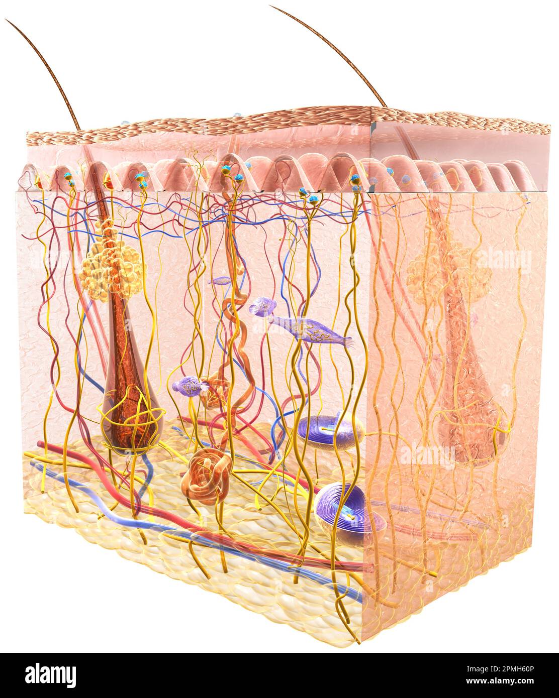 3D Illustration showing sensory receptors in skin with layer, nerves ...